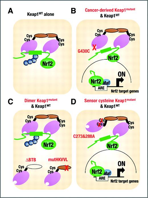 Select Heterozygous Keap1 Mutations Have a Dominant-Negative Effect on ...