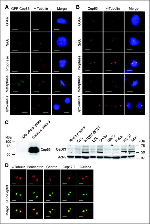 Cep63 Recruits Cdk1 to the Centrosome: Implications for Regulation of ...