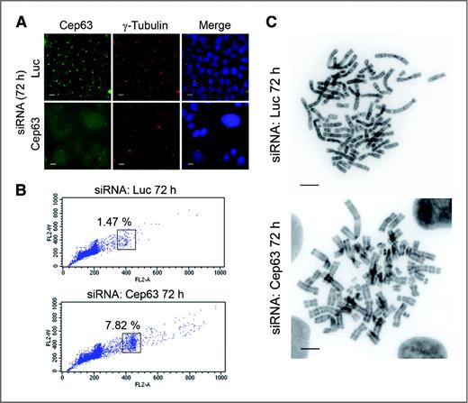 Cep63 Recruits Cdk1 to the Centrosome: Implications for Regulation of ...