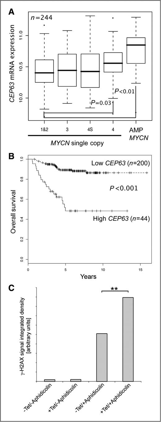 Cep63 Recruits Cdk1 to the Centrosome: Implications for Regulation of ...
