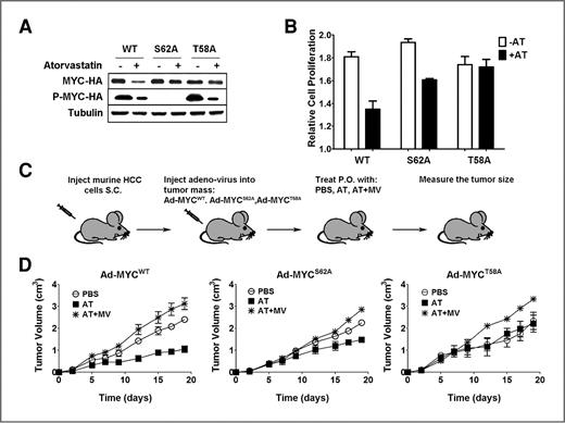 MYC Phosphorylation, Activation, and Tumorigenic Potential in ...