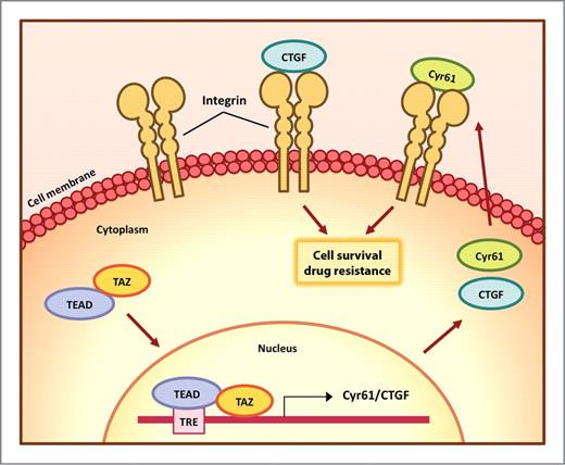 Taxol Resistance in Breast Cancer Cells Is Mediated by the Hippo ...
