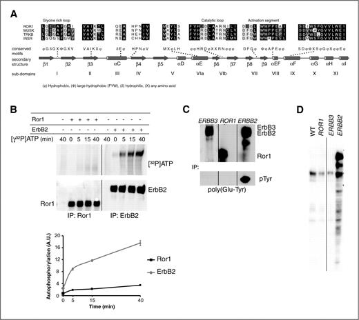 Ror1 Is a Pseudokinase That Is Crucial for Met-Driven Tumorigenesis ...