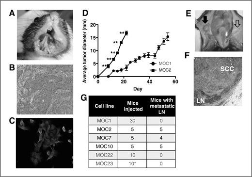 ERK1/2 Regulation of CD44 Modulates Oral Cancer Aggressiveness | Cancer ...