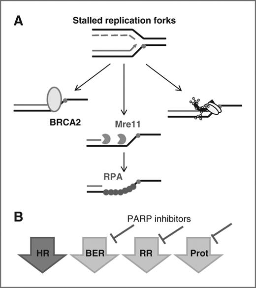 Mre11-Dependent Degradation of Stalled DNA Replication Forks Is ...
