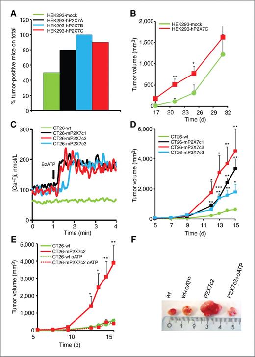 Expression of P2X7 Receptor Increases In Vivo Tumor Growth | Cancer ...