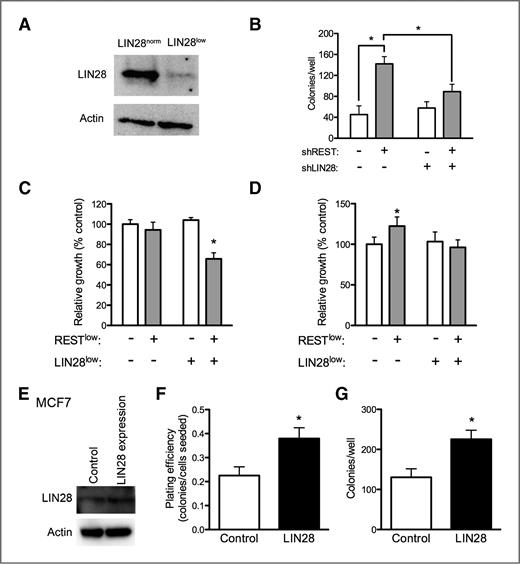 Induction of the RNA Regulator LIN28A Is Required for the Growth and ...