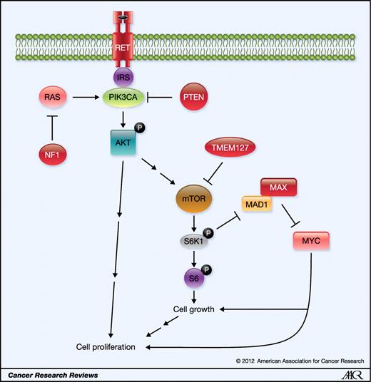MAX and MYC: A Heritable Breakup | Cancer Research | American ...