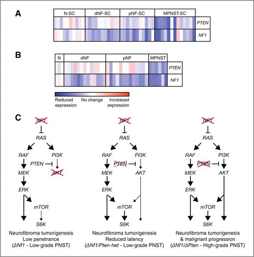 PTEN and NF1 Inactivation in Schwann Cells Produces a Severe Phenotype ...