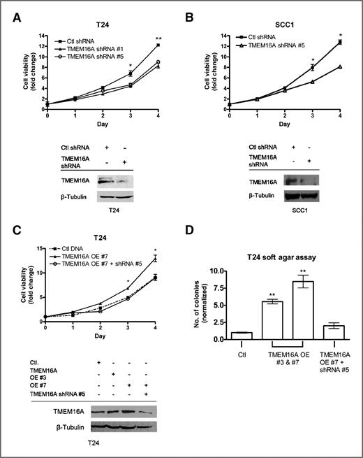 TMEM16A Induces MAPK and Contributes Directly to Tumorigenesis and ...