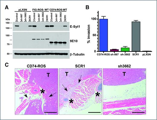 The Oncogenic Lung Cancer Fusion Kinase CD74-ROS Activates a Novel ...