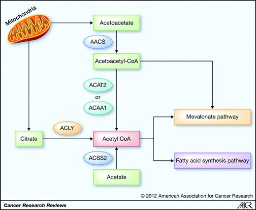 ATP-Citrate Lyase: A Key Player in Cancer Metabolism | Cancer Research ...