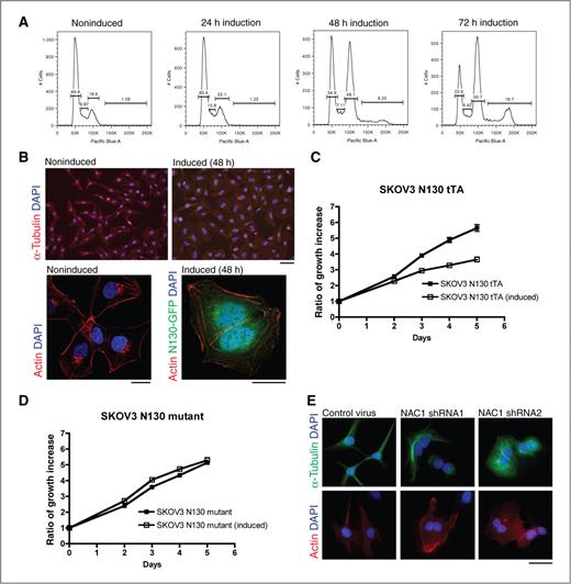 NAC1 Is an Actin-Binding Protein That Is Essential for Effective ...