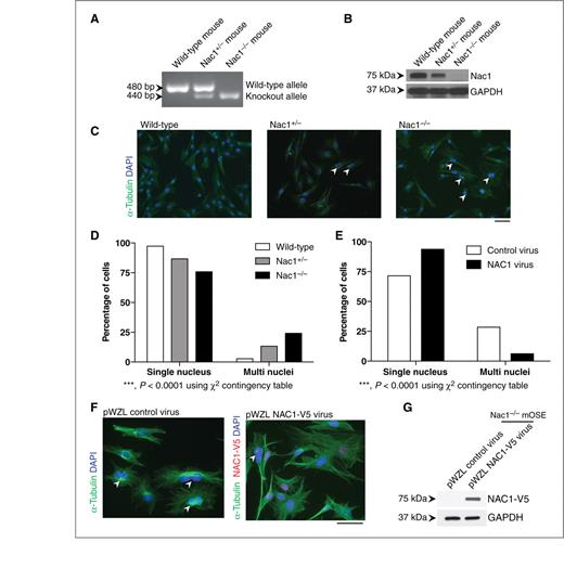 NAC1 Is an Actin-Binding Protein That Is Essential for Effective ...