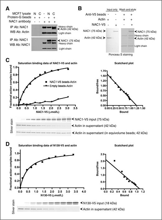 NAC1 Is an Actin-Binding Protein That Is Essential for Effective ...