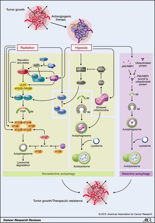 Tumor Cell Autophagy as an Adaptive Response Mediating Resistance to ...