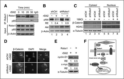 Activation of Robo1 Signaling of Breast Cancer Cells by Slit2 from ...