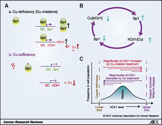 Role of the Human High-Affinity Copper Transporter in Copper ...