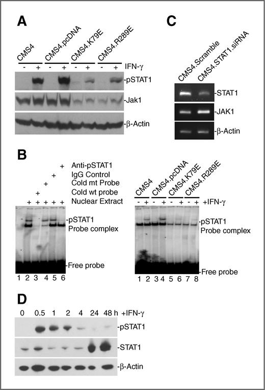 Unphosphorylated STAT1 Promotes Sarcoma Development through Repressing ...
