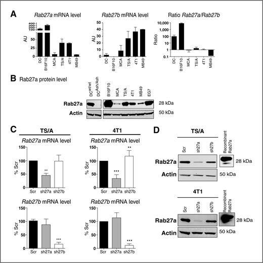 Rab27a Supports Exosome-Dependent and -Independent Mechanisms That ...