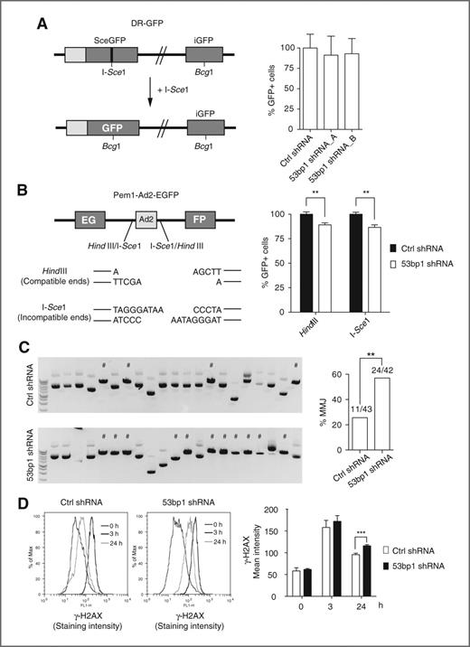 53BP1 Is a Haploinsufficient Tumor Suppressor and Protects Cells from ...