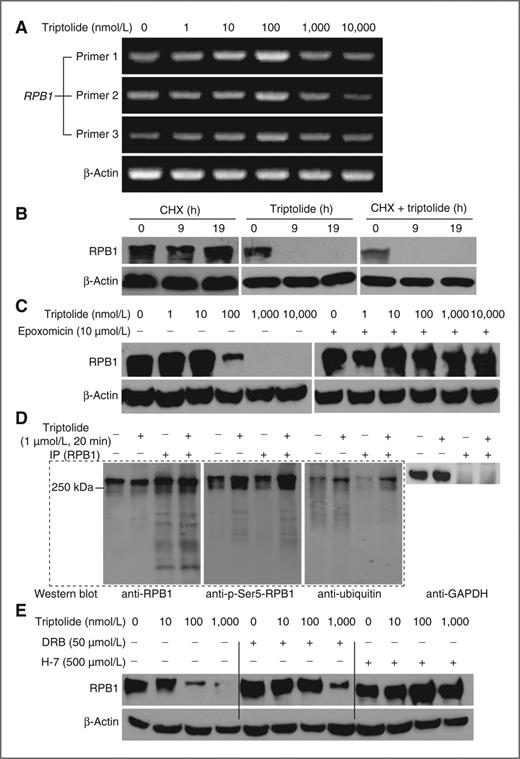 Natural Product Triptolide Mediates Cancer Cell Death by Triggering ...