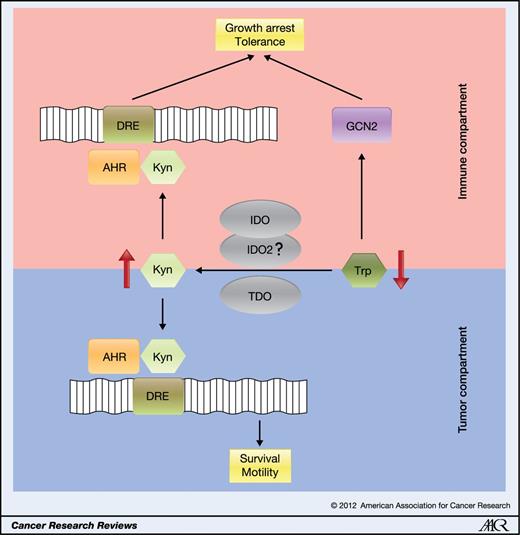 Tryptophan Catabolism in Cancer: Beyond IDO and Tryptophan Depletion ...