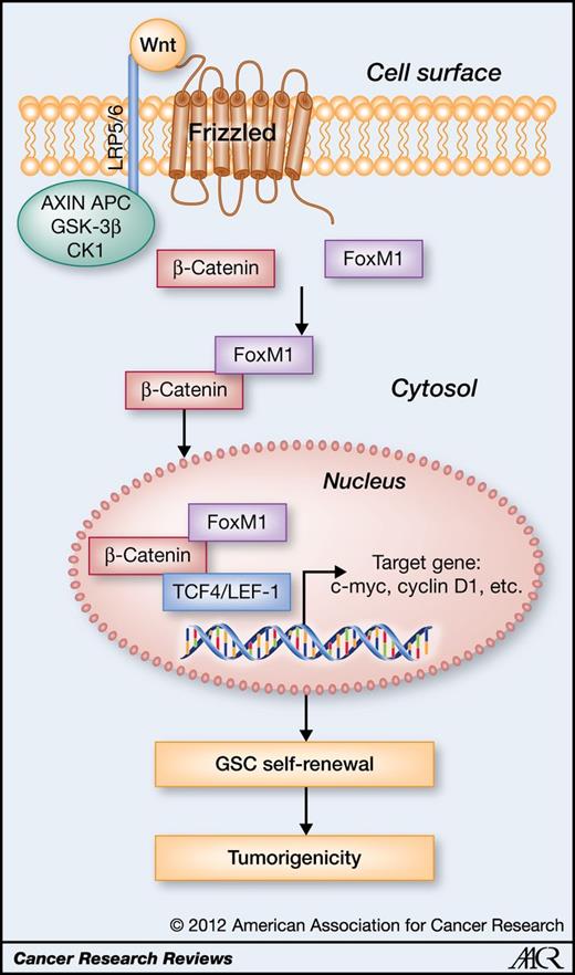 FoxM1 and Wnt/β-Catenin Signaling in Glioma Stem Cells | Cancer ...