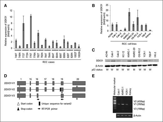 DDX31 Regulates the p53-HDM2 Pathway and rRNA Gene Transcription ...