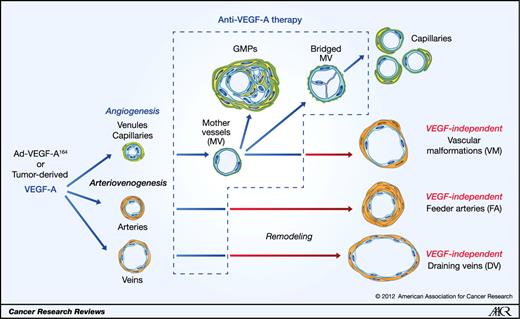 Anti-VEGF/VEGFR Therapy for Cancer: Reassessing the Target | Cancer ...