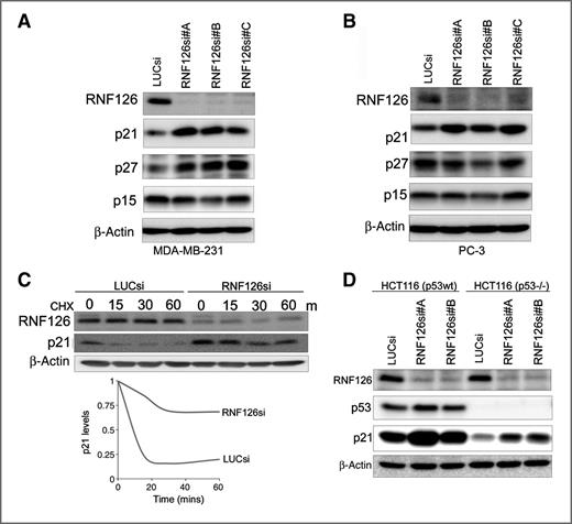 E3 Ubiquitin Ligase RNF126 Promotes Cancer Cell Proliferation by ...