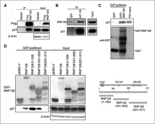 E3 Ubiquitin Ligase RNF126 Promotes Cancer Cell Proliferation by ...