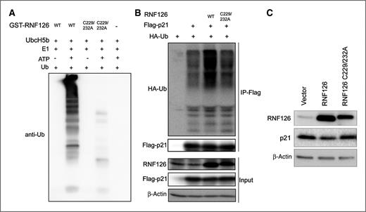 E3 Ubiquitin Ligase RNF126 Promotes Cancer Cell Proliferation by ...