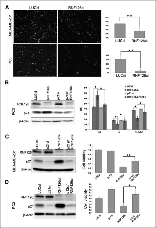E3 Ubiquitin Ligase RNF126 Promotes Cancer Cell Proliferation by ...