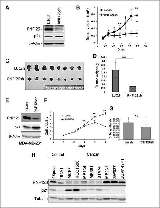 E3 Ubiquitin Ligase RNF126 Promotes Cancer Cell Proliferation by ...