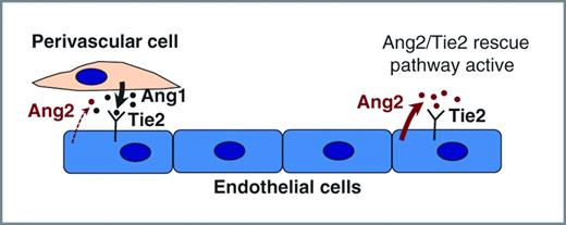Angiopoietin-2 Functions as a Tie2 Agonist in Tumor Models, Where It ...