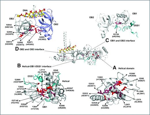 A Classification Model for BRCA2 DNA Binding Domain Missense Variants ...