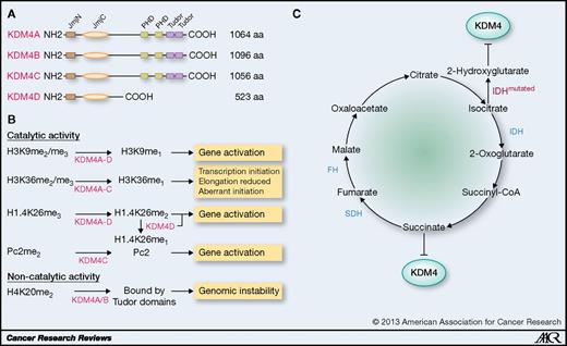 KDM4/JMJD2 Histone Demethylases: Epigenetic Regulators in Cancer Cells ...
