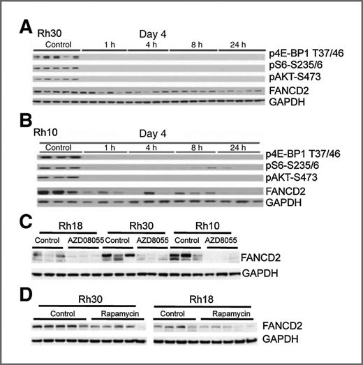 Regulation of FANCD2 by the mTOR Pathway Contributes to the Resistance ...
