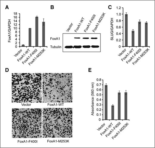 Androgen Receptor-Independent Function of FoxA1 in Prostate Cancer ...
