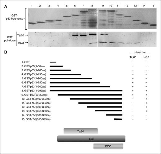 ING5 Is a Tip60 Cofactor That Acetylates p53 in Response to DNA Damage ...