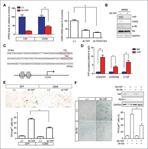 YAP/TEAD–Mediated Transcription Controls Cellular Senescence | Cancer ...