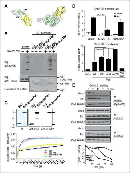 SENP1 deSUMOylates and Regulates Pin1 Protein Activity and Cellular ...