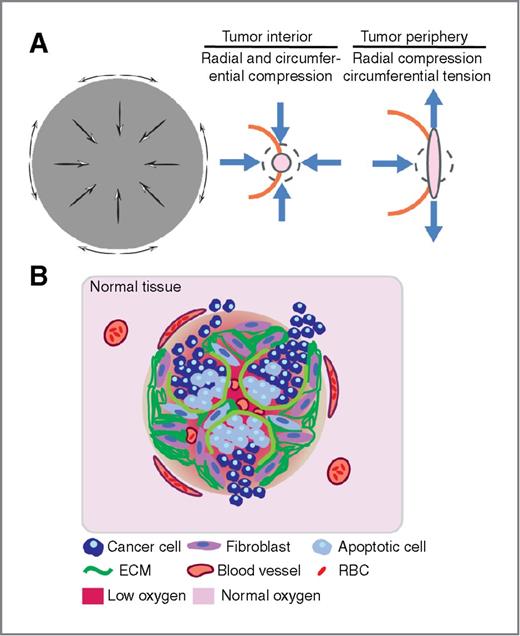 Coevolution of Solid Stress and Interstitial Fluid Pressure in Tumors ...