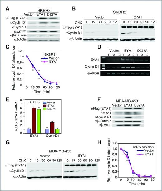 EYA1 Phosphatase Function Is Essential to Drive Breast Cancer Cell ...