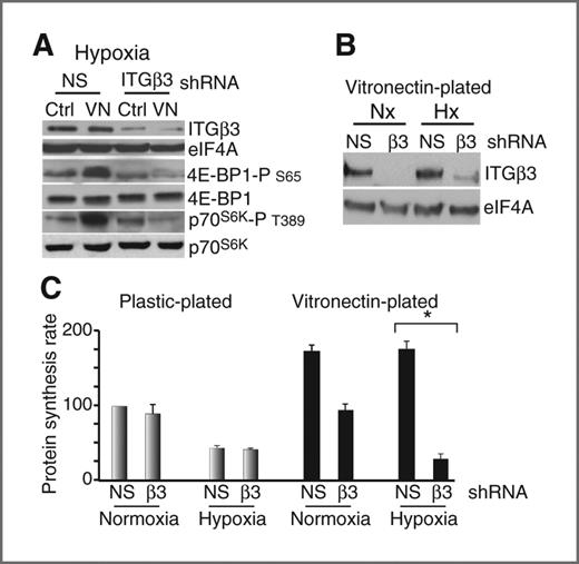 Vitronectin–αvβ3 Integrin Engagement Directs Hypoxia-Resistant mTOR ...