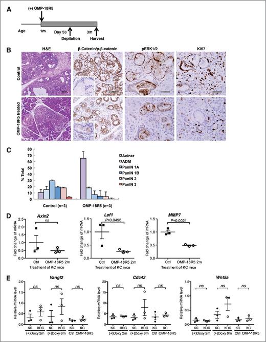 Canonical Wnt Signaling Is Required for Pancreatic Carcinogenesis ...