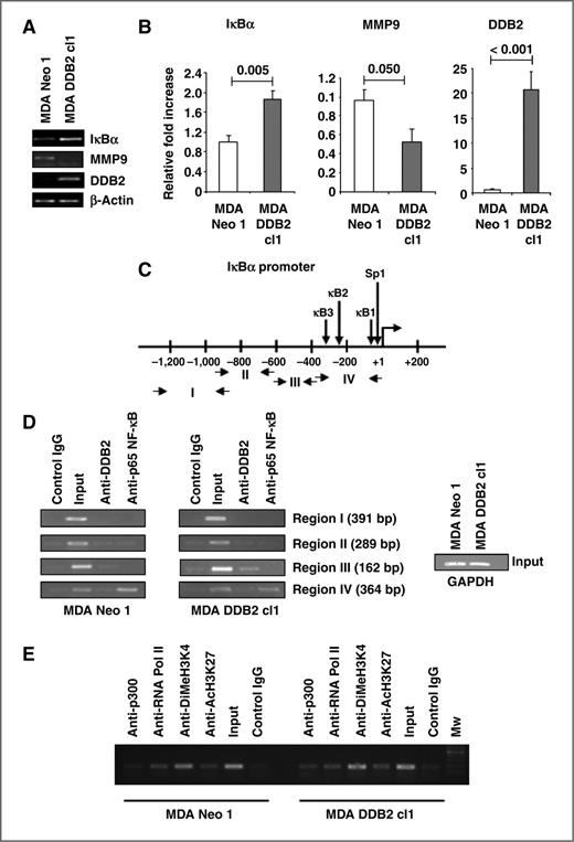 DDB2: A Novel Regulator of NF-κB and Breast Tumor Invasion | Cancer ...