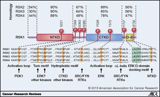The p90 RSK Family Members: Common Functions and Isoform Specificity ...