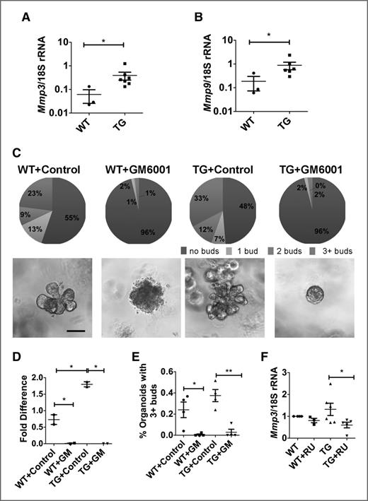Epimorphin Is a Novel Regulator of the Progesterone Receptor Isoform-A ...